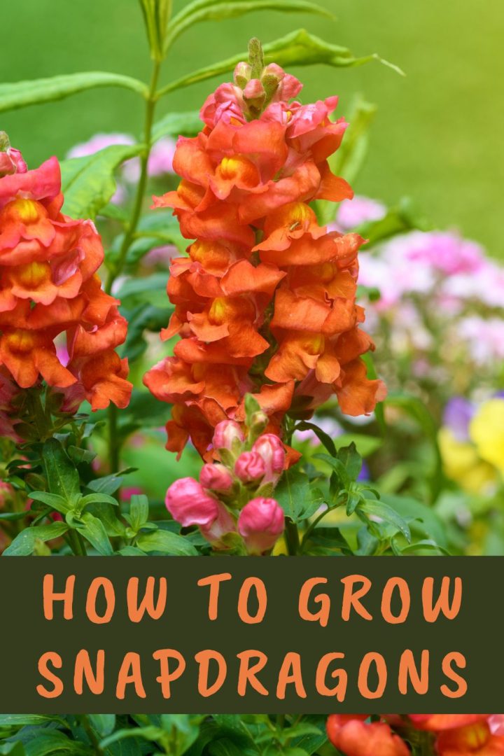 How To Grow Snapdragons - An Easy Guide [Lots Of Pictures]