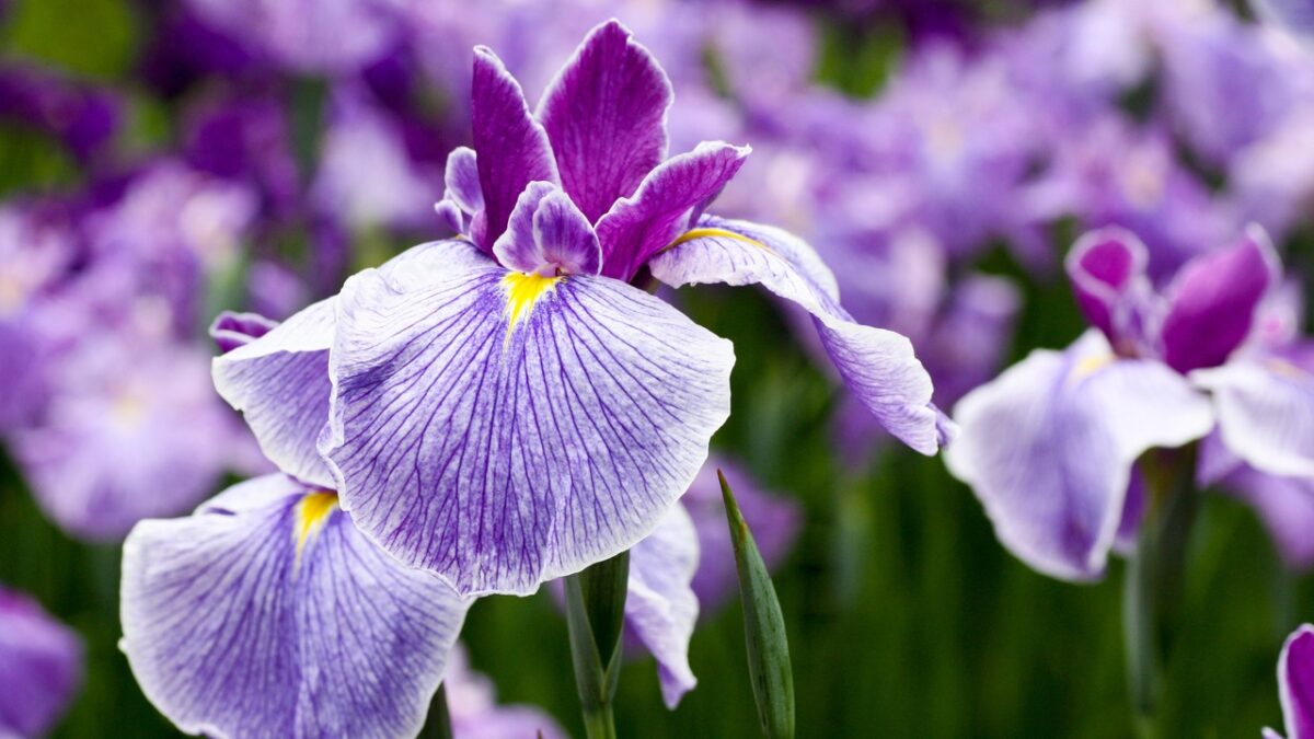 Perfect Iris Companions To Keep Your Garden Blooming All Season