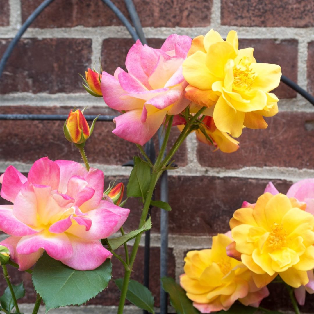 How To Prune Roses To Keep Them Blooming Beautifully
