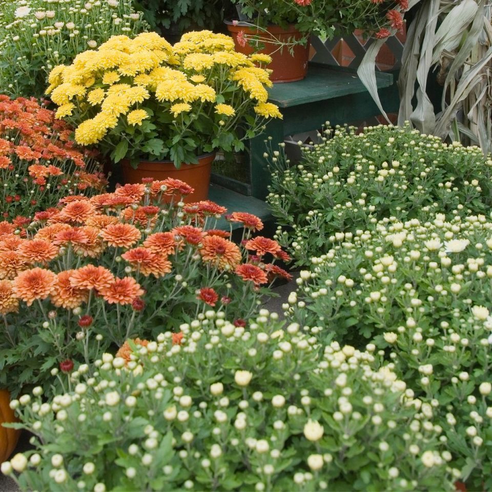How To Prune Mums For Awesome Autumn Blooms