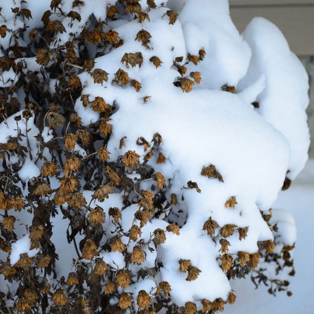 How To Prune Mums For Awesome Autumn Blooms