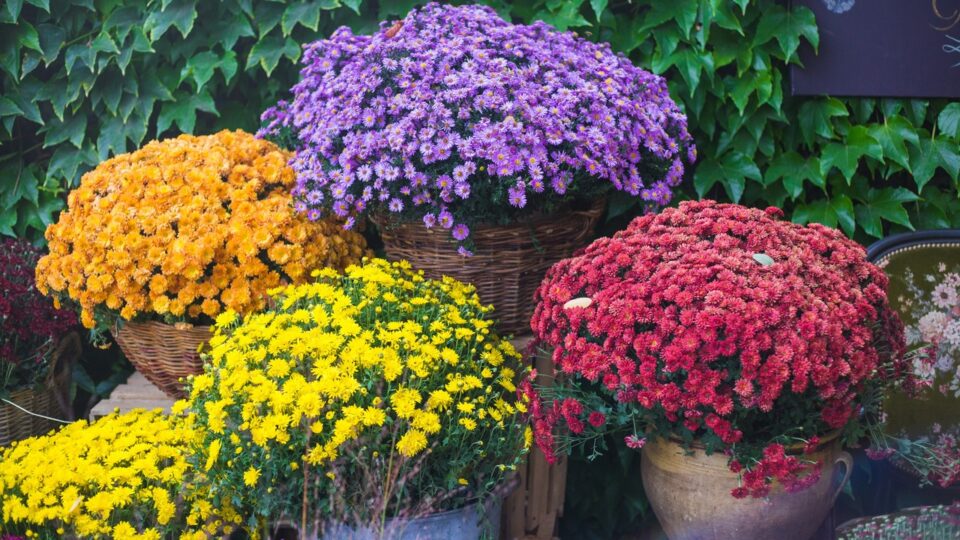 16 Mistakes To Avoid For Beautiful Fall Mums