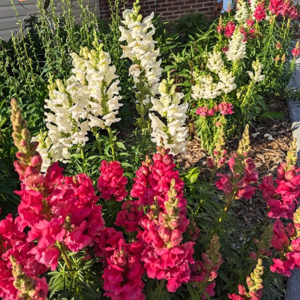 How To Grow Snapdragons - An Easy Guide With Lots Of Pictures