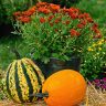 How To Prune Mums For Awesome Autumn Blooms