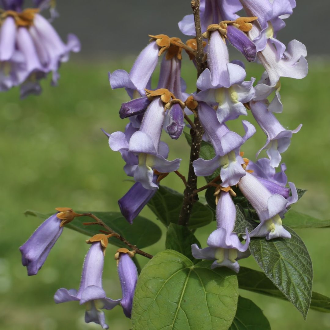 11 Worst Invasive Plants In Kansas (And 22 Natives To Plant Instead)