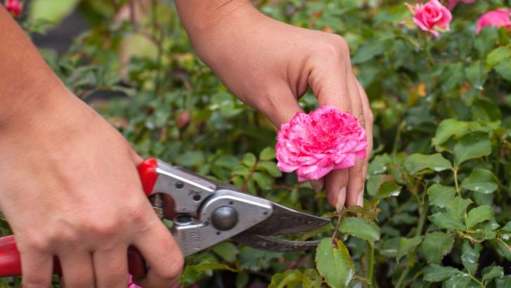 9 Worst Invasive Plants In Iowa (And 18 Natives To Plant Instead)