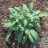 How To Grow Sage - Everything You Need To Know