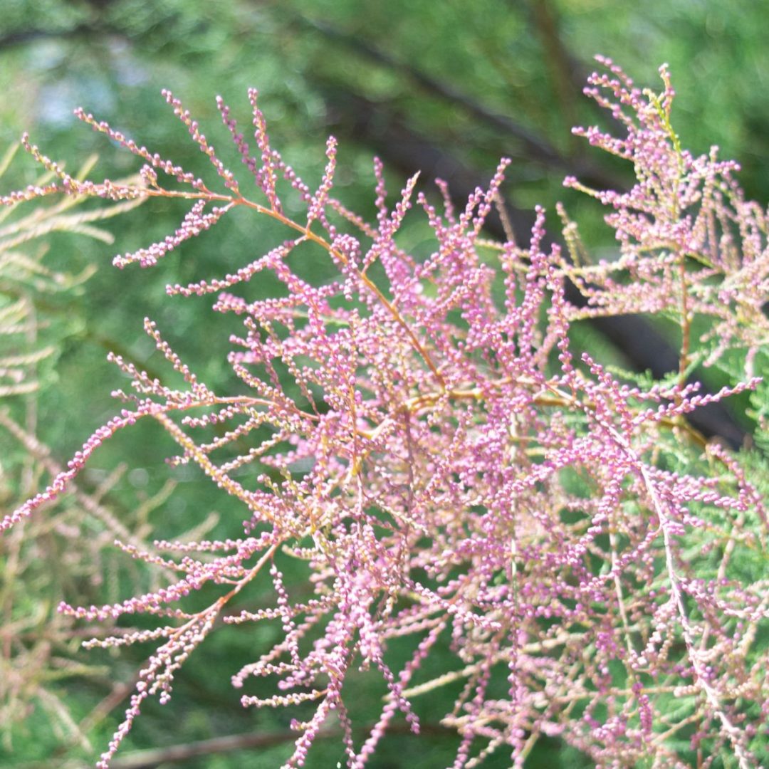 11 Worst Invasive Plants In Kansas And 22 Natives To Plant Instead 8548