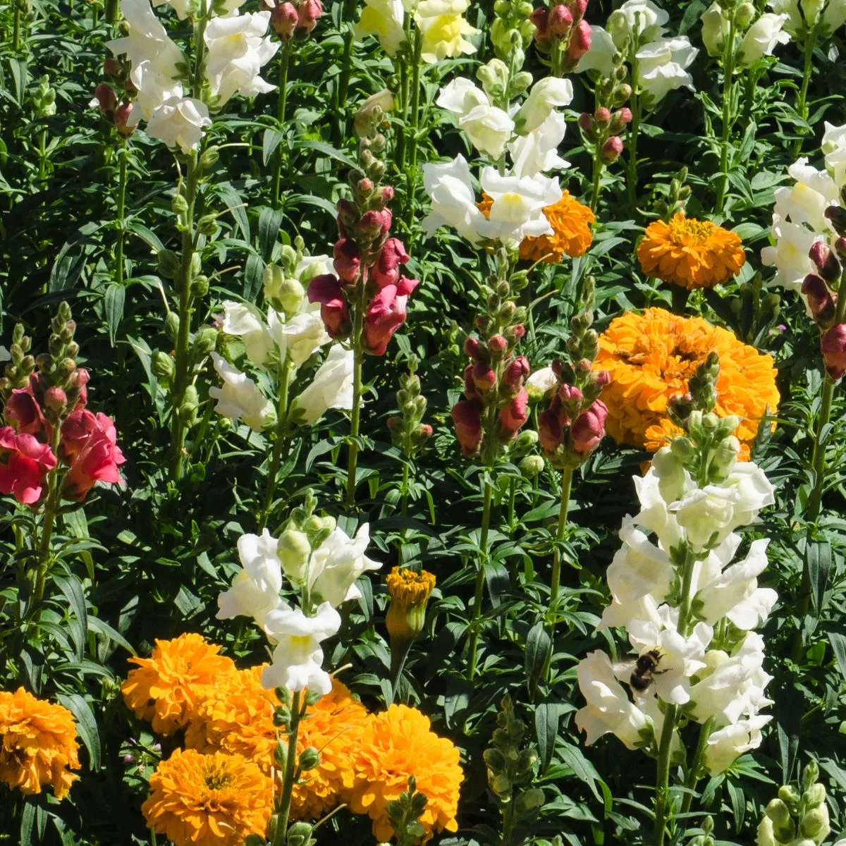 How To Grow Snapdragons - An Easy Guide [Lots Of Pictures]