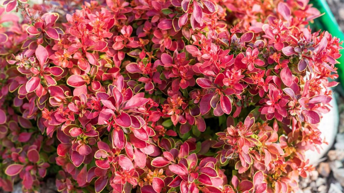 Worst Invasive Plants In Maine To Reconsider Planting