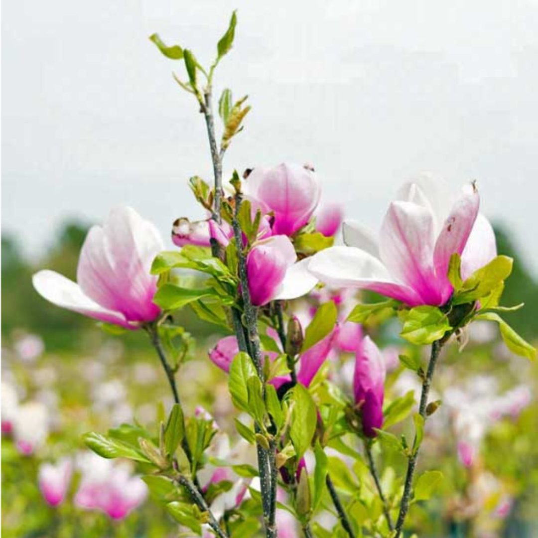 How To Plant A Jane Magnolia Tree For Stunning Spring Blooms