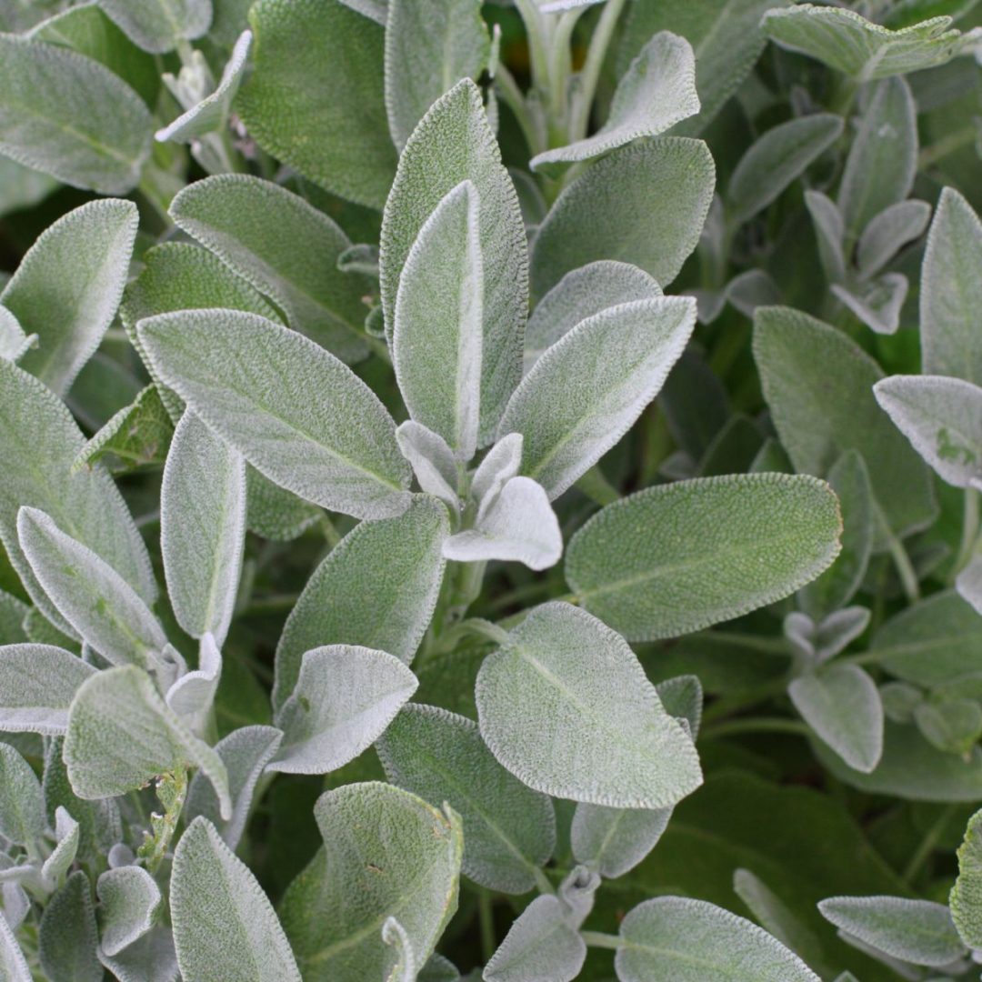 How To Grow Sage In Any Garden
