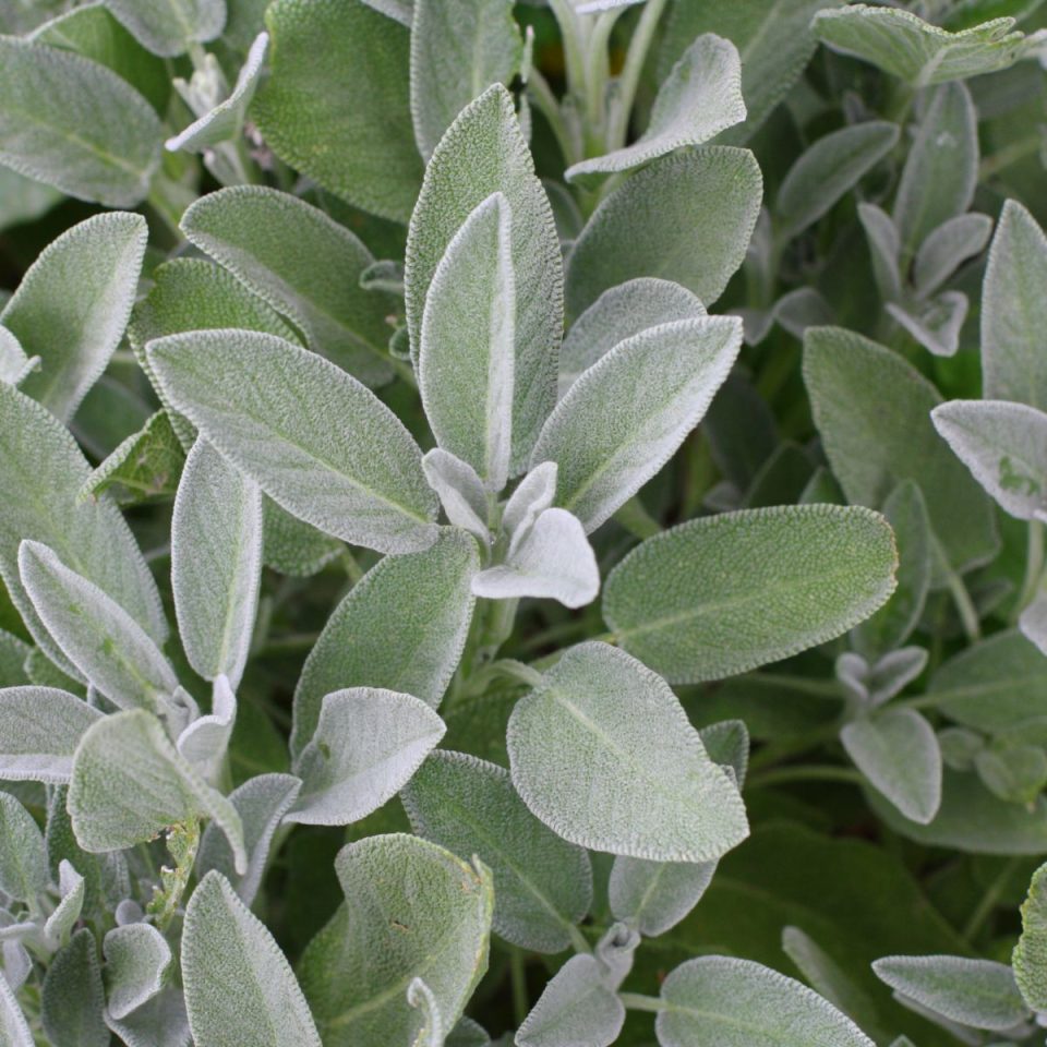 How To Grow Sage In Any Garden