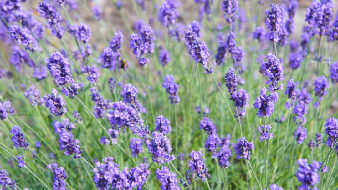 7 Best Culinary Lavender Varieties To Grow (And What To Do With Them)