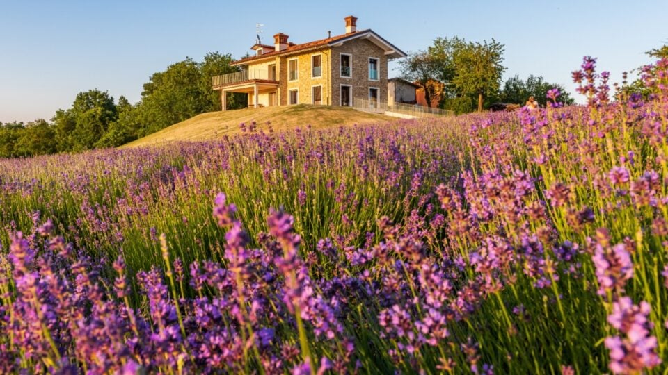 7 Best Culinary Lavender Varieties To Grow (And What To Do With Them)