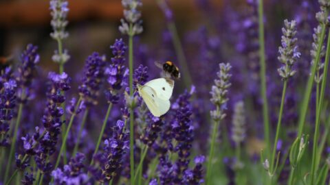 Frustratingly Common Lavender Problems And How To Solve Them