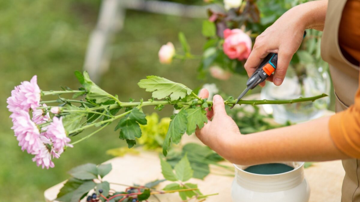 How To Grow Chrysanthemums: A Step-by-step Guide