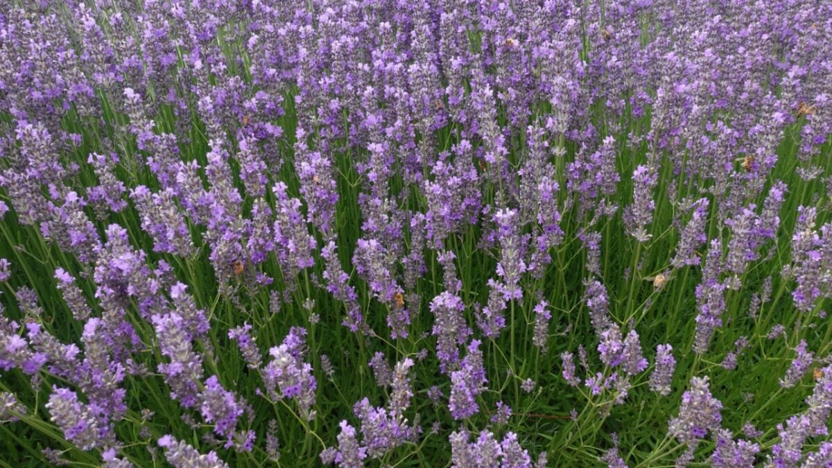 7 Best Culinary Lavender Varieties To Grow (And What To Do With Them)