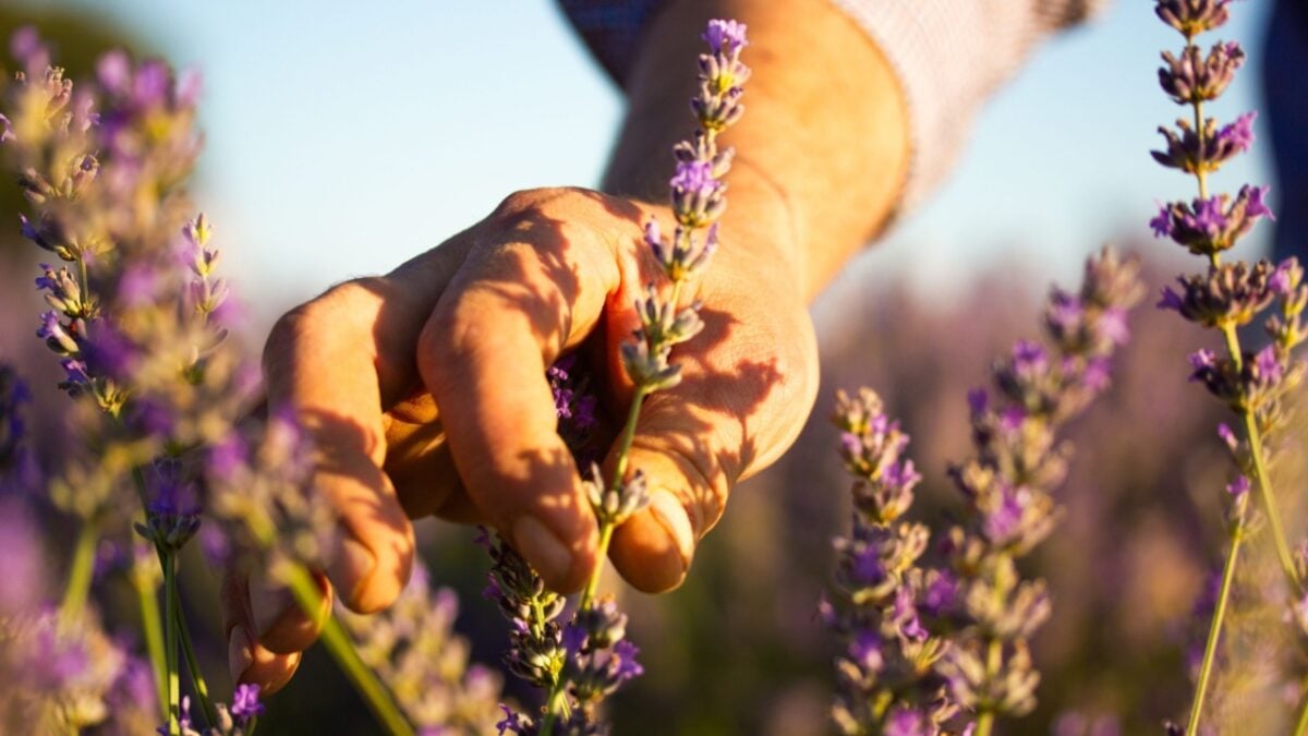 7 Best Culinary Varieties To Try Growing (And How To Use Them)