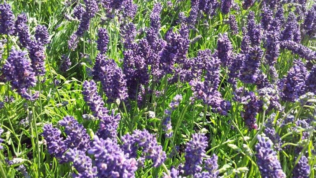 7 Best Culinary Lavender Varieties To Grow (And What To Do With Them)