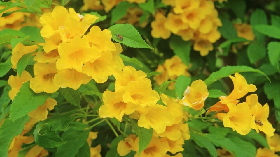 9 Beautiful Yellow Flowers That Attract Pollinators To The Yard