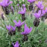 Lavender Flower Colors: 17 Richly Hued Varieties In White, Pink, Purple ...