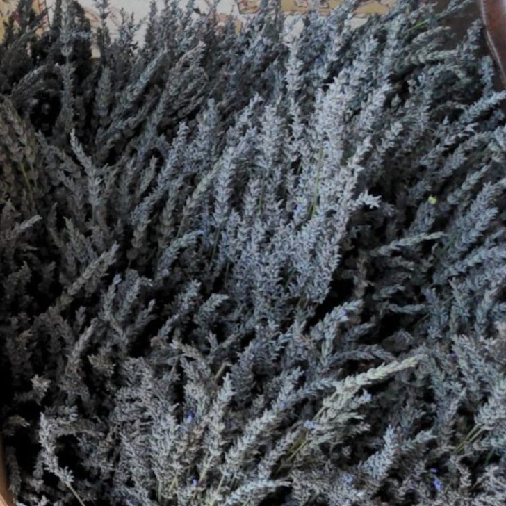 How To Prune Lavender: Tips For Healthy And Attractive Growth