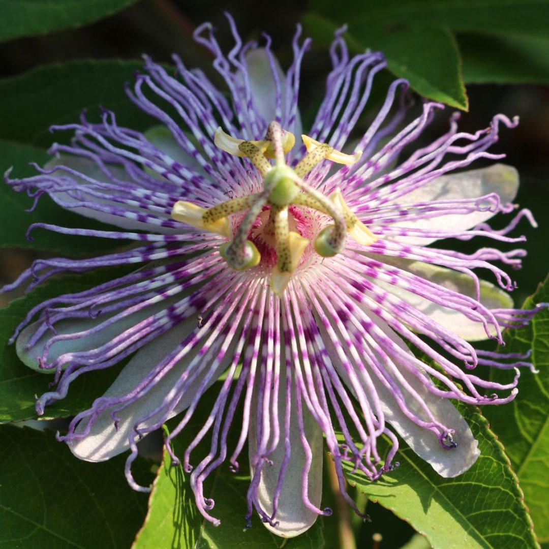 Florida Native Plants List - 10 Flowers That Bloom With Beauty