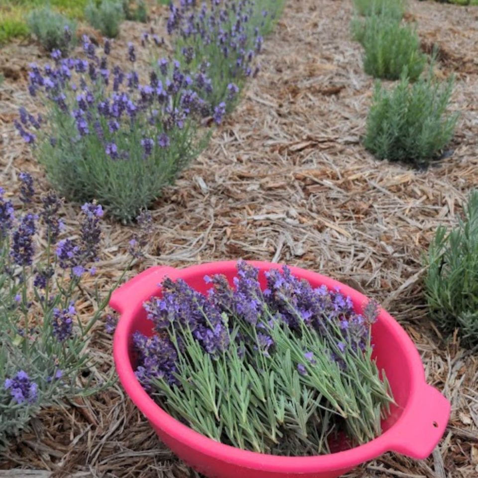How To Prune Lavender: Tips For Healthy And Attractive Growth