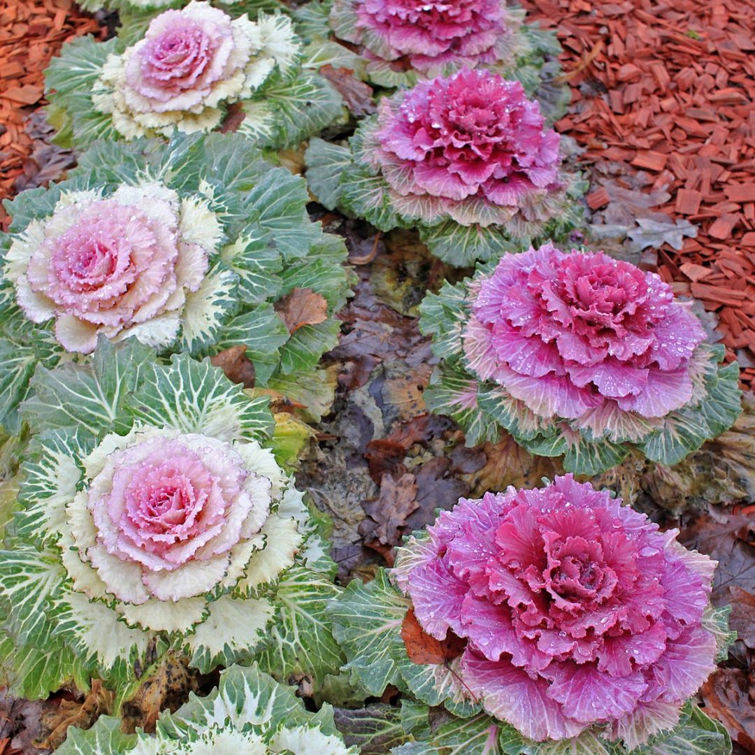 Tips For Growing Ornamental Kale And Cabbage