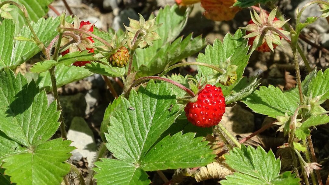 The 14 Best Cascading Plants For Retaining Walls