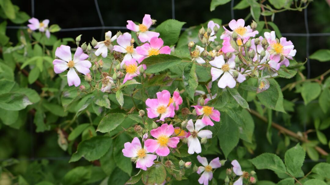 The 14 Best Cascading Plants For Retaining Walls