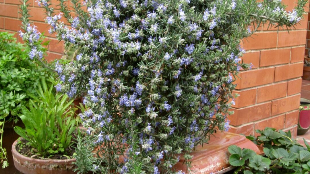 The 14 Best Cascading Plants For Retaining Walls