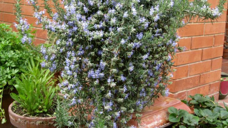 The 14 Best Cascading Plants For Retaining Walls