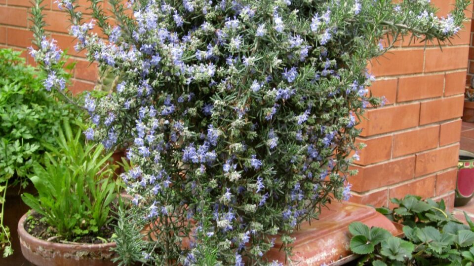 The 14 Best Cascading Plants For Retaining Walls