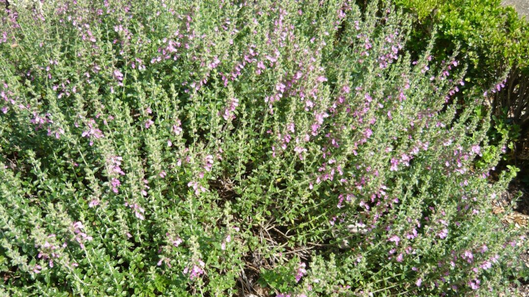 15 Best Evergreen Hedge Plants To Add Privacy To Your Yard