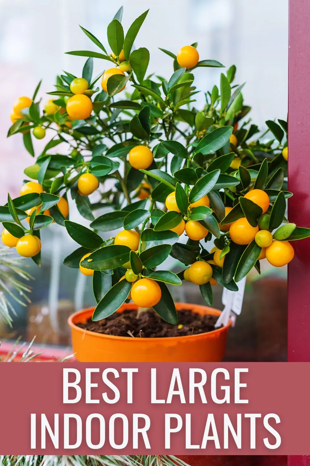 The 11 Best Large Indoor Plants For Your Home