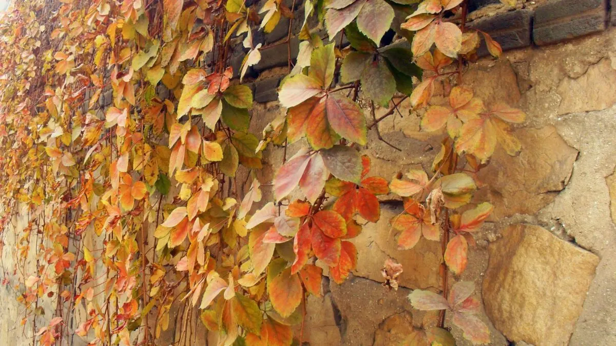 The 14 Best Cascading Plants For Retaining Walls