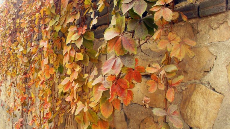 The 14 Best Cascading Plants For Retaining Walls