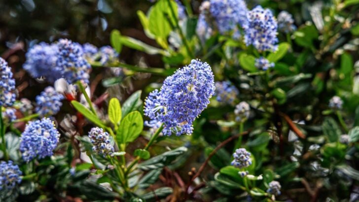 15 Best Evergreen Hedge Plants To Add Privacy To Your Yard