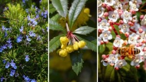15 Best Evergreen Hedge Plants To Add Privacy To Your Yard
