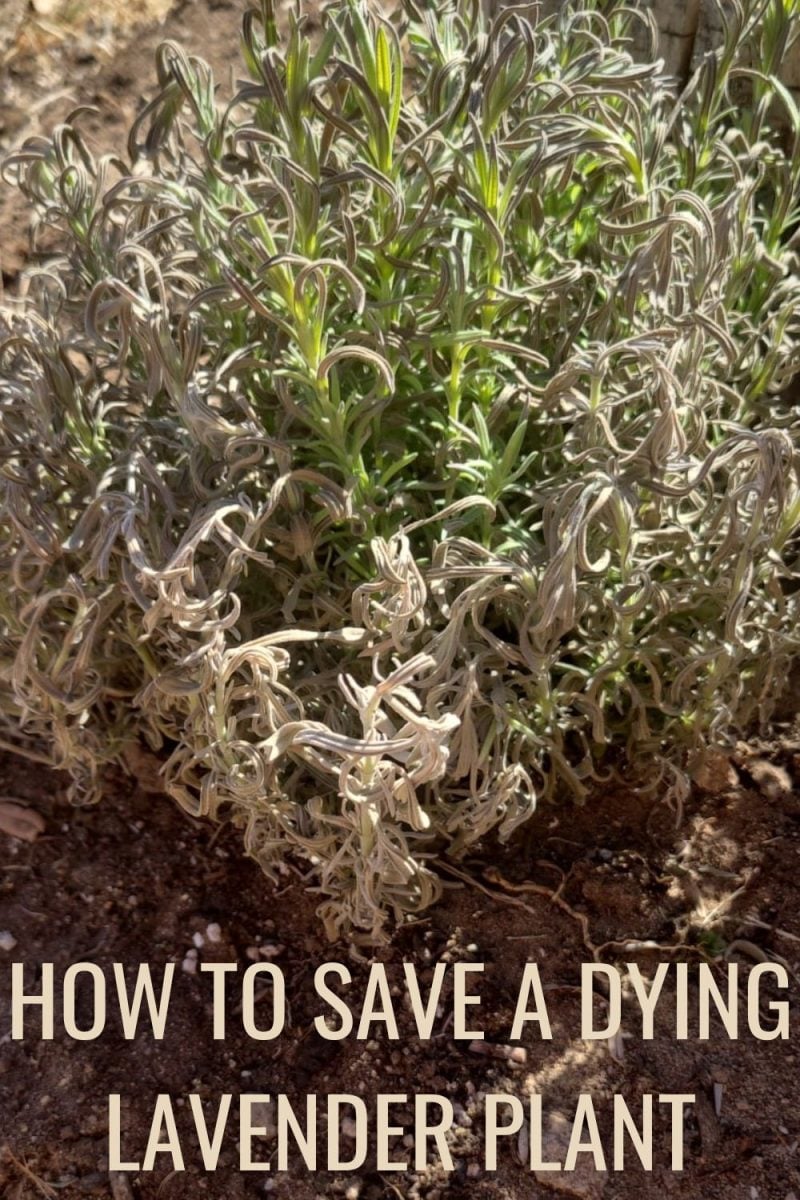 How To Save A Dying Lavender Plant: 10 Things To Try