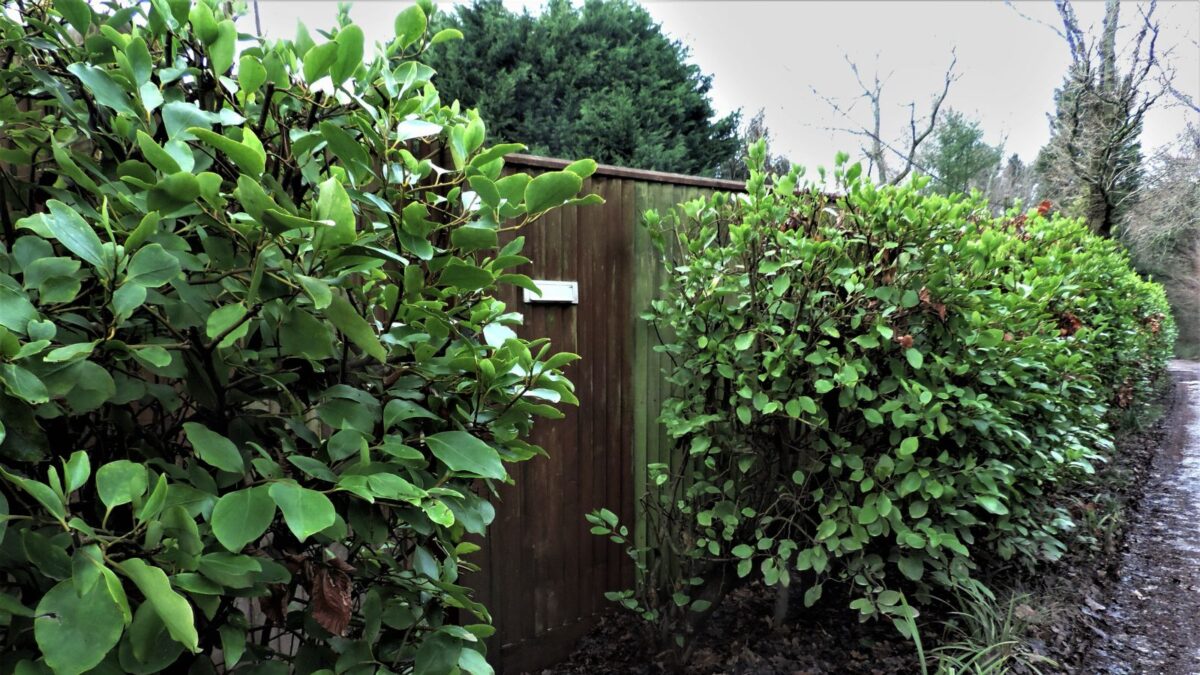 15 Best Evergreen Hedge Plants To Add Privacy To Your Yard