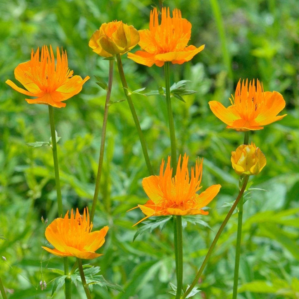 11 Orange Shade Perennials You'll Love