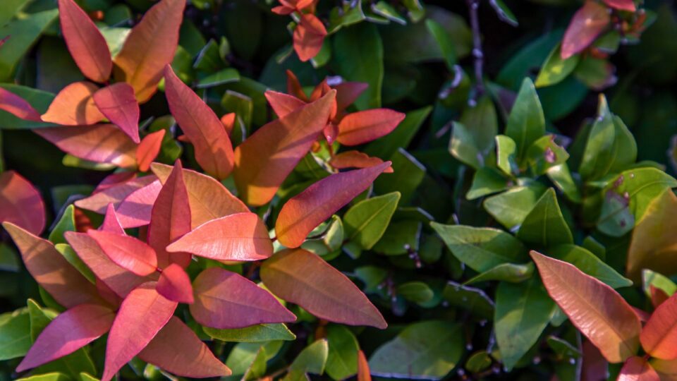15 Best Evergreen Hedge Plants To Add Privacy To Your Yard