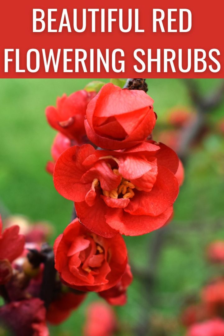 9 Beautiful Red Flowering Shrubs That Make Your Landscape Pop