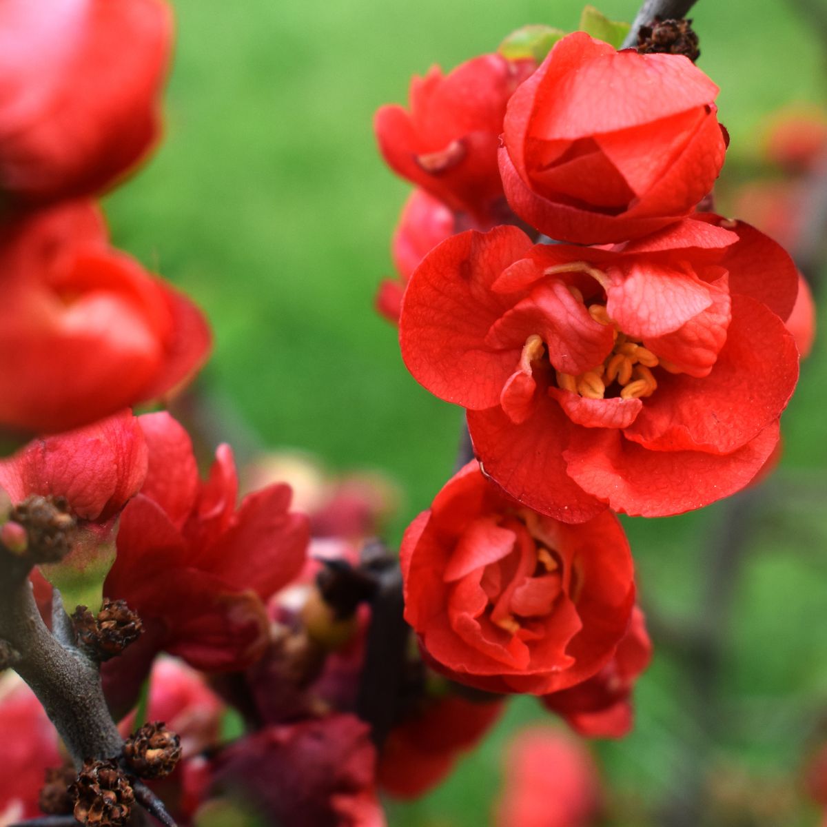 Beautiful Red Flowering Shrubs That Make Your Landscape Pop