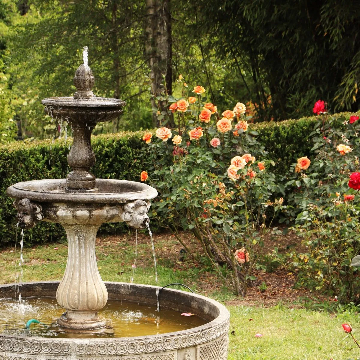 How To Create A Spectacular Rose Flower Garden