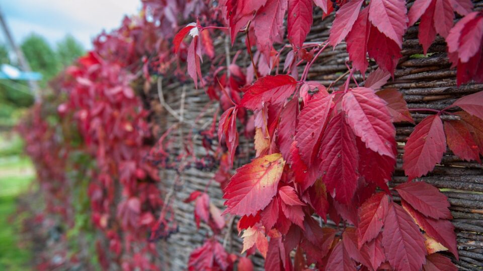 The 14 Best Cascading Plants For Retaining Walls