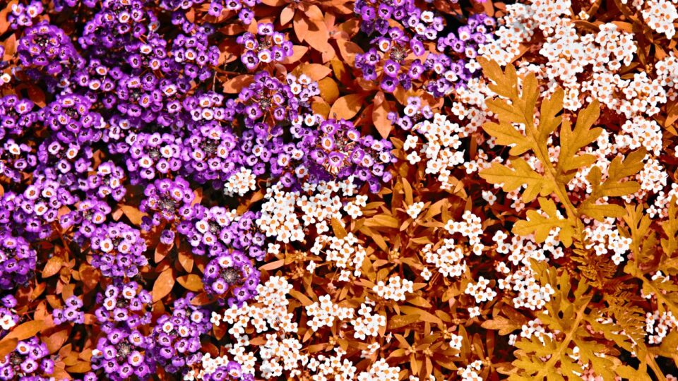 The 14 Best Cascading Plants For Retaining Walls